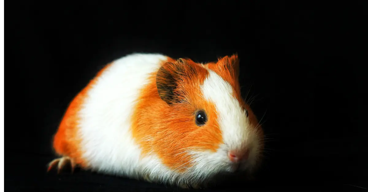 Hamsters: Everything You Need to Know About Caring for These Adorable ...