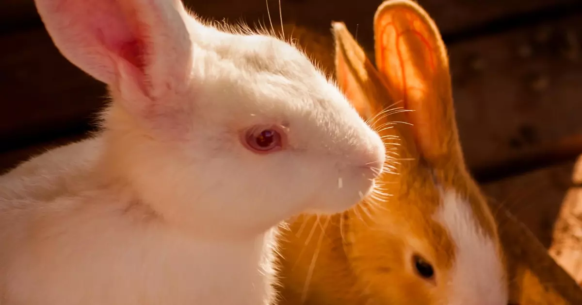 Rabbits: A Comprehensive Guide to Care, Breeds, and Fascinating Facts ...